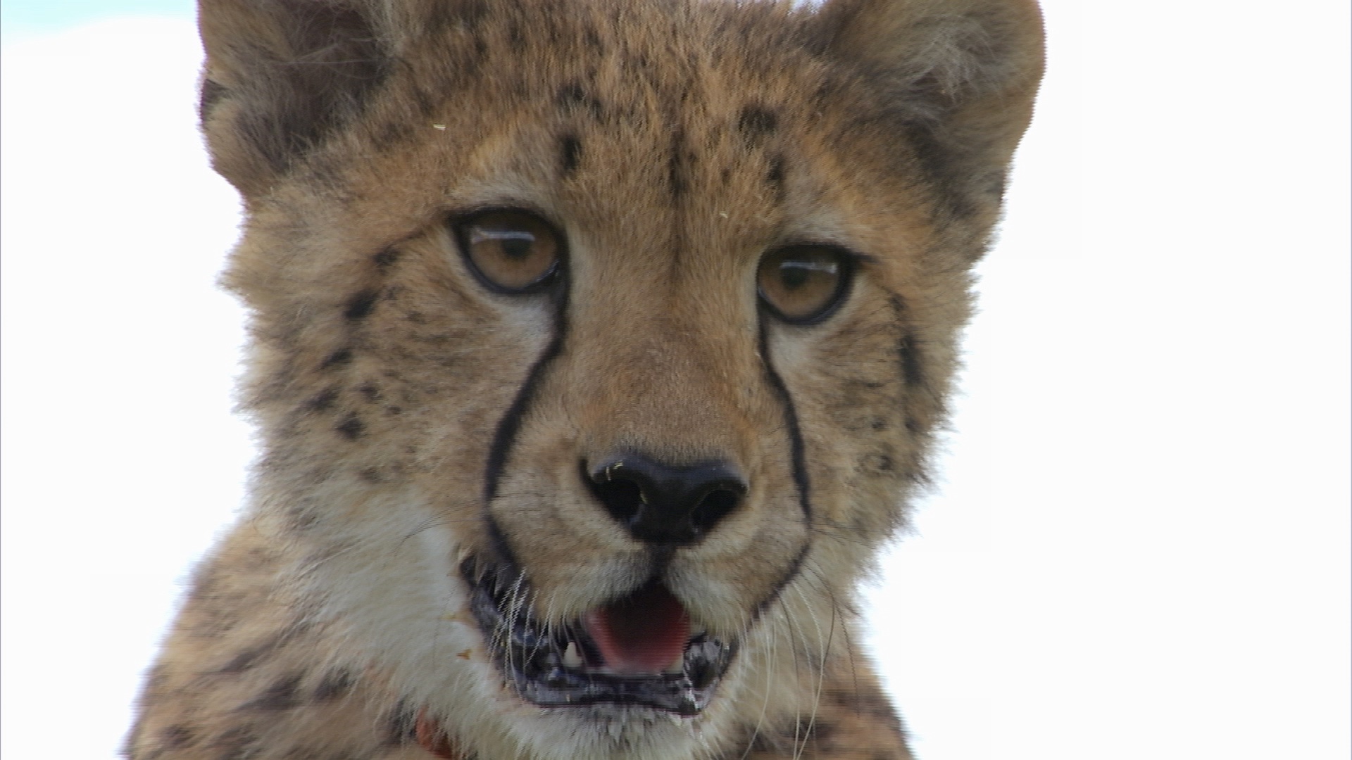 Watch The Cheetah Diaries for Free Online | Pluto TV