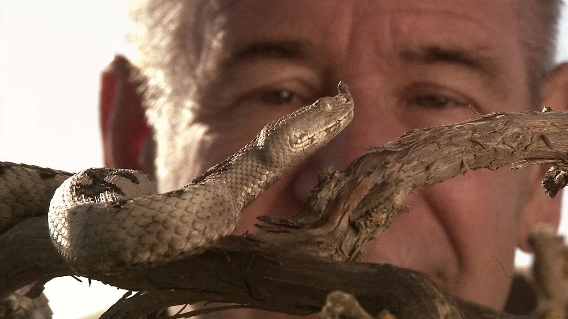 Watch Ten Deadliest Snakes With Nigel Marven Season 1 Free | Pluto TV