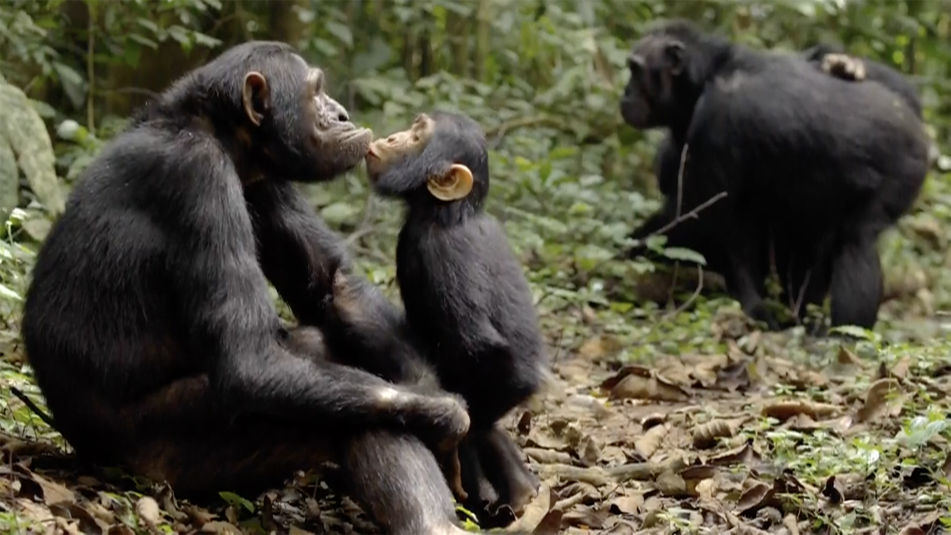 Watch Animal Social Networks Season 1 Free | Pluto TV