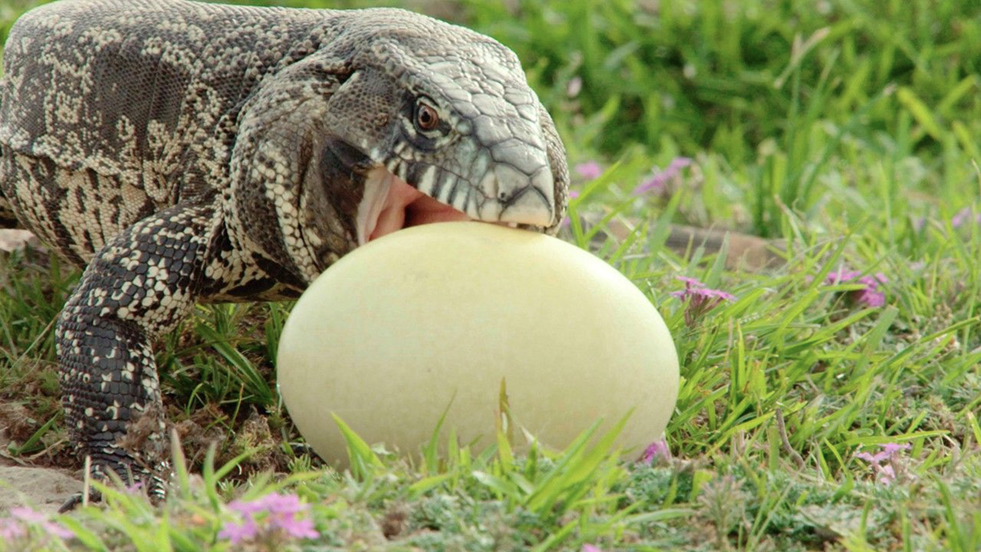 Watch Destination Wild: Wild Argentina Season 1 Free | Pluto TV