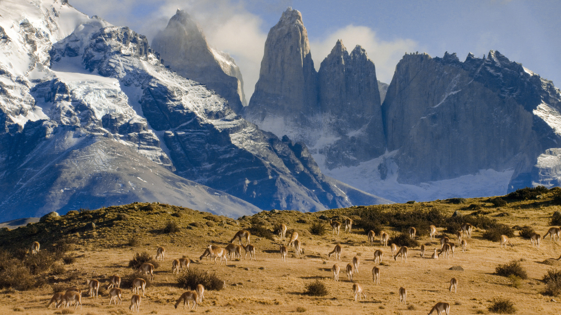 Watch Chile: un viaje salvaje for Free Online | Pluto TV