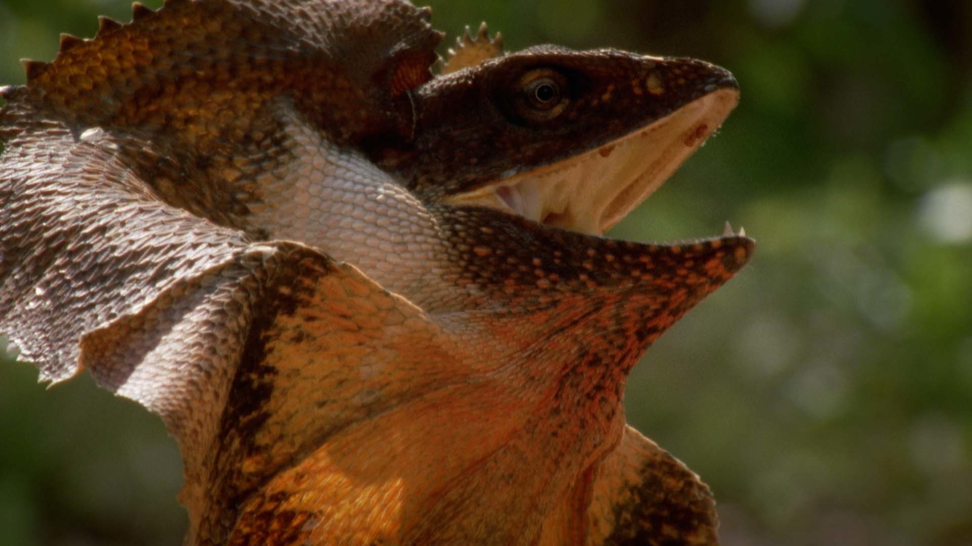 Watch Australia's Deadly Monsters for Free Online | Pluto TV