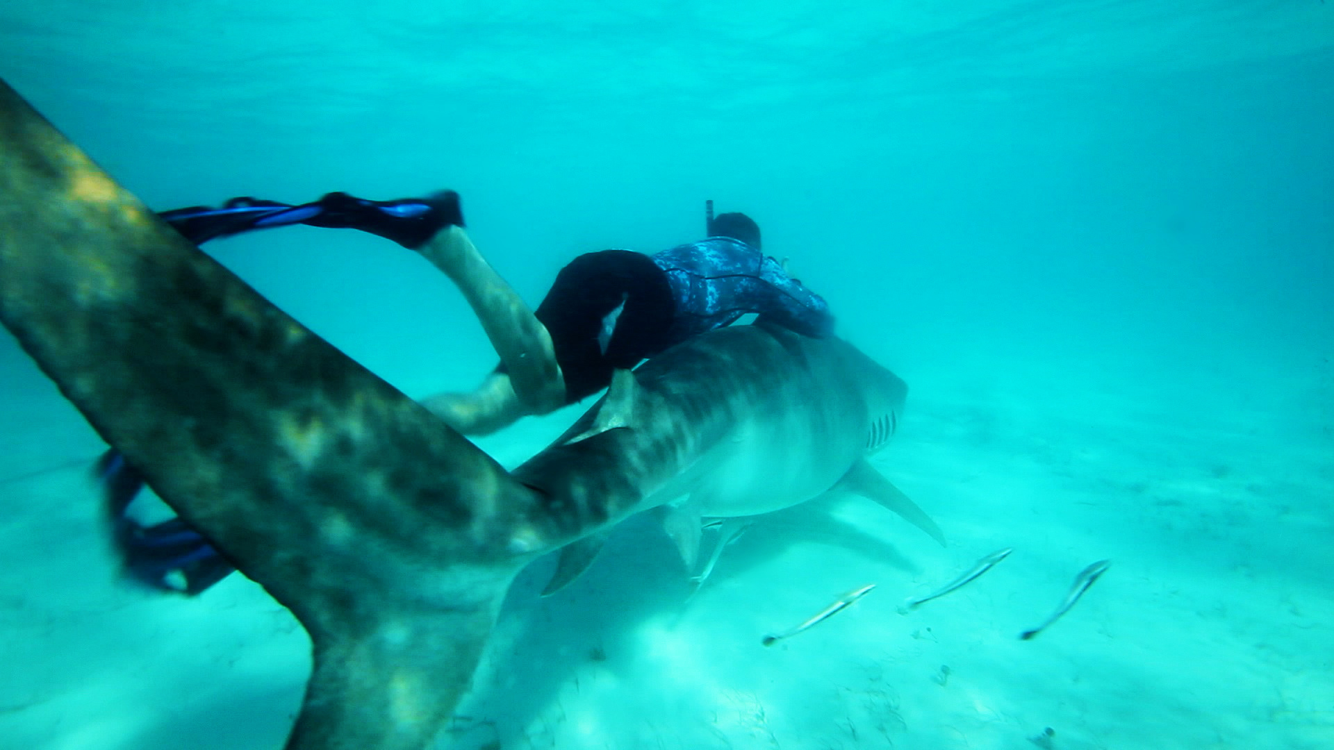 Watch Chasing Monsters Season 2 Episode 2 | Pluto TV