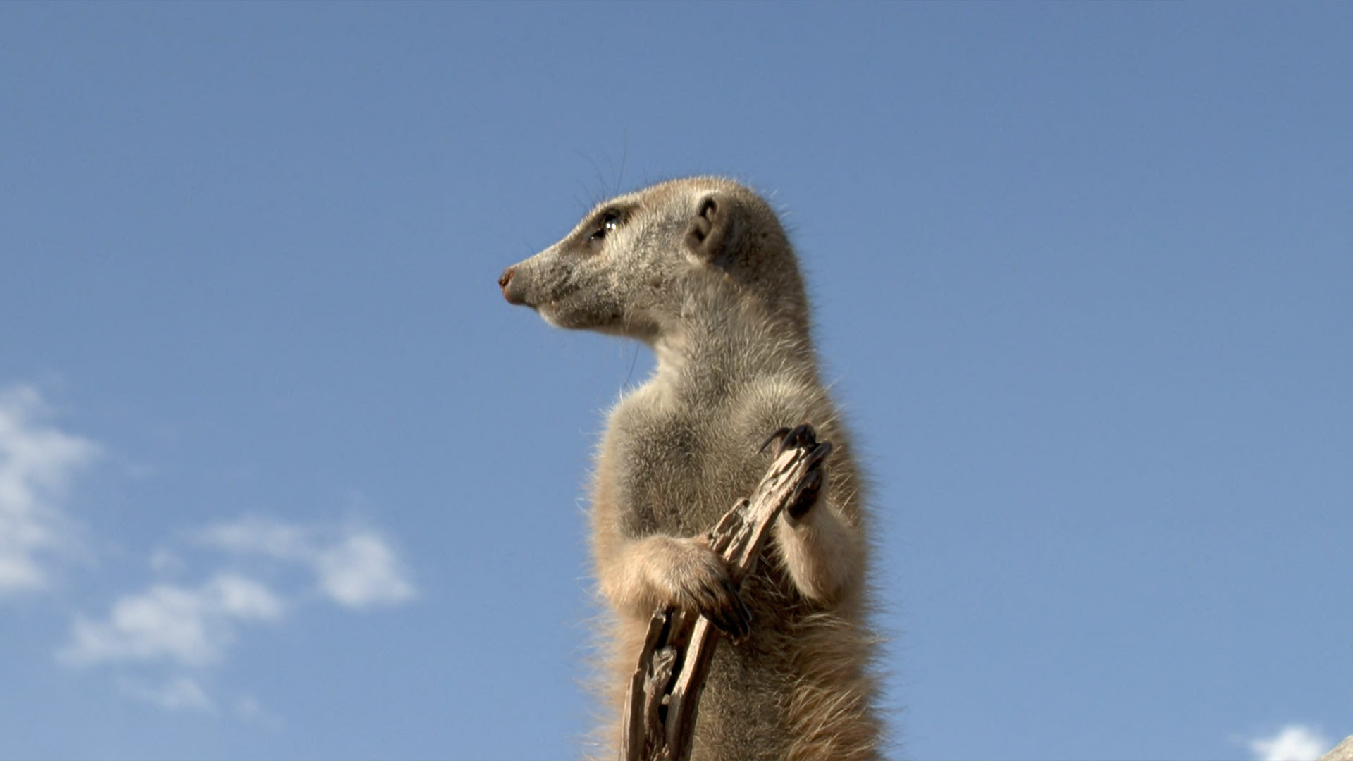 Kalahari Meerkats Season 2 - Pluto TV