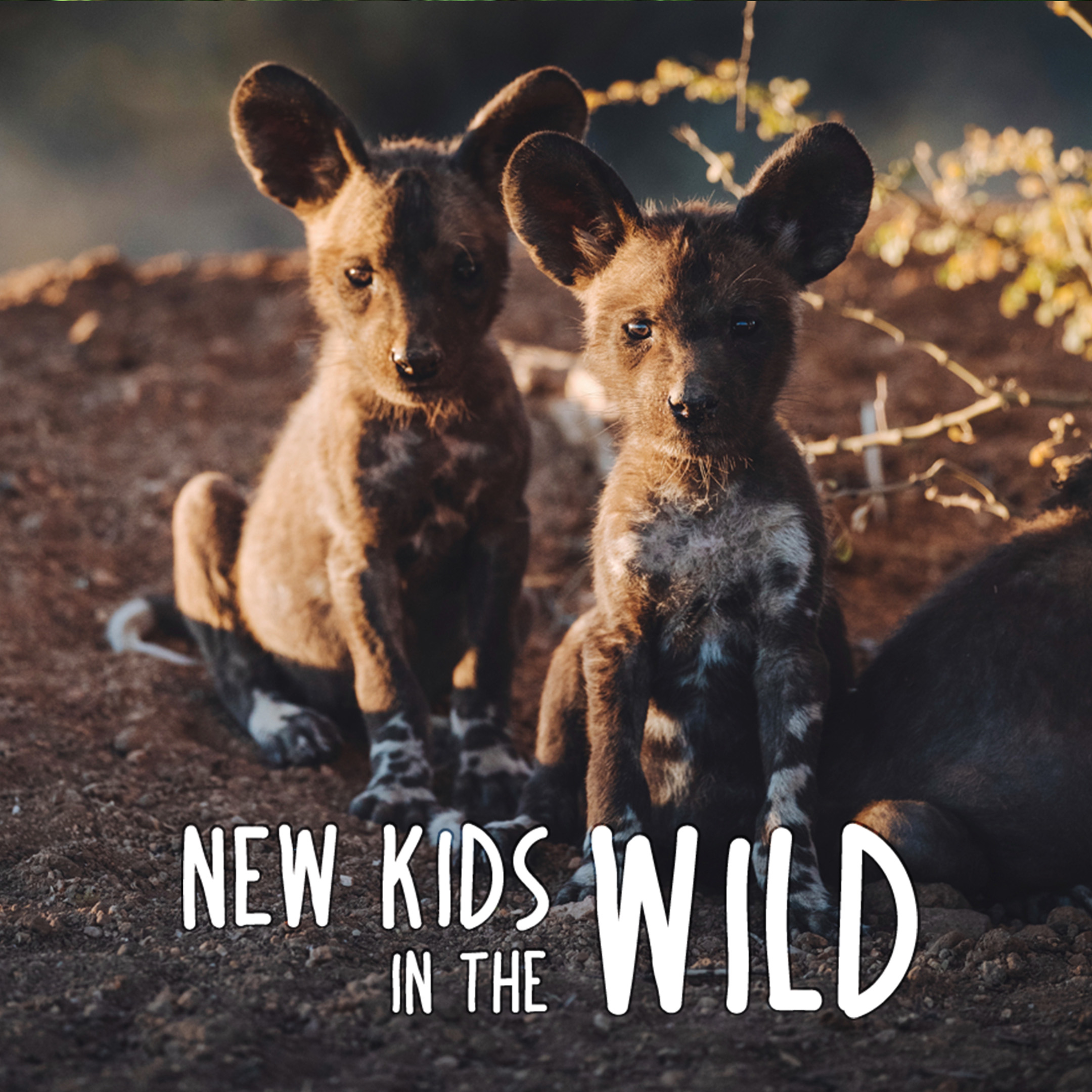 Watch Animals + Nature for Free - Free Movies & TV | Pluto TV