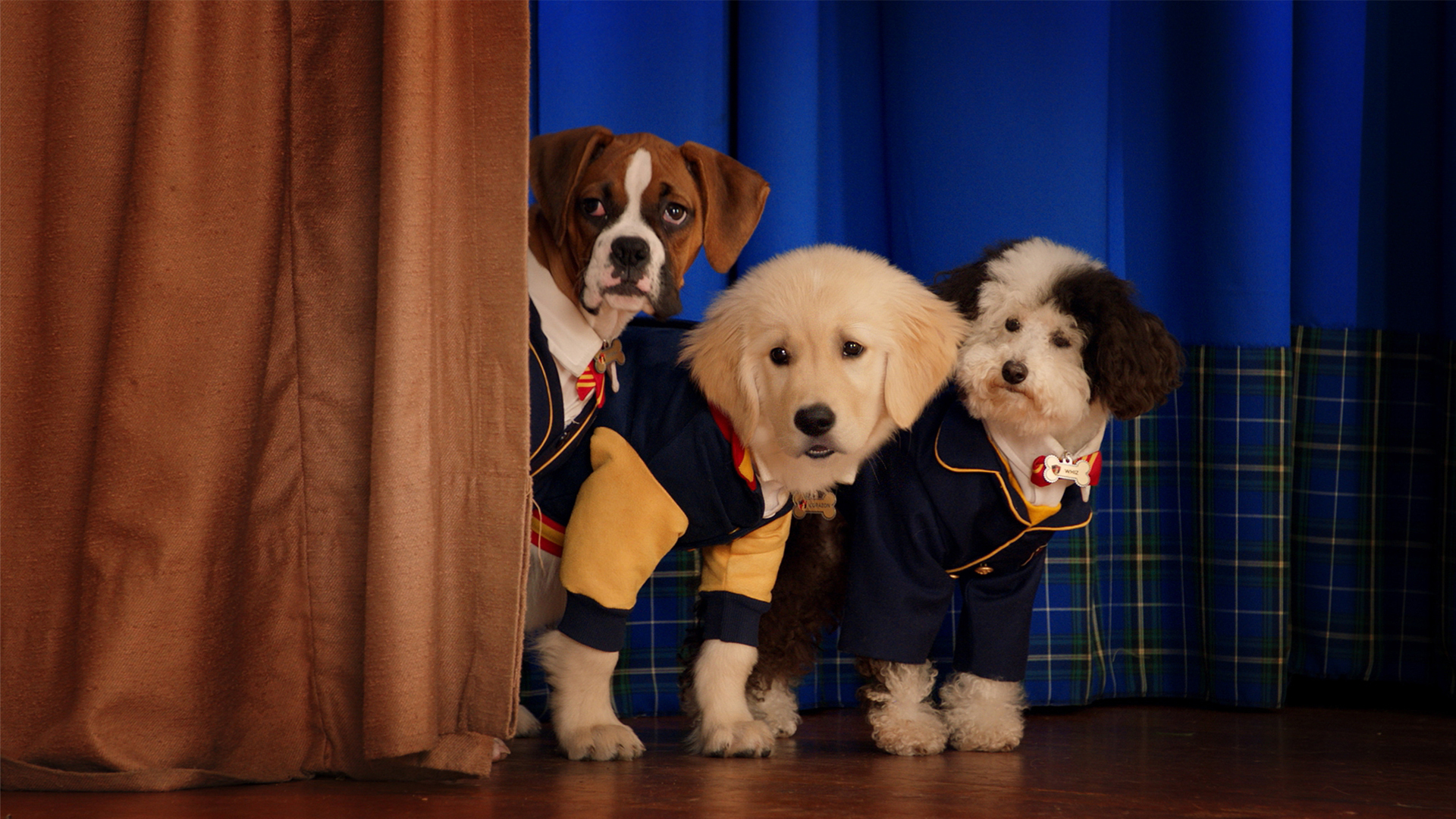 Watch Pup Academy for Free Online | Pluto TV