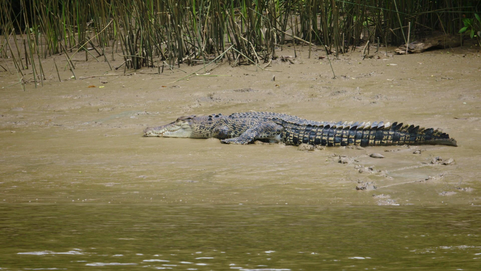 Watch Boss Croc Season 1 Free | Pluto TV